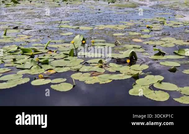 Common coot. Small black bird with white beak swimming on river among ...