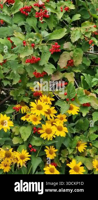 Yellow flowers near viburnum. Heliopsis and viburnum bush nearby ...