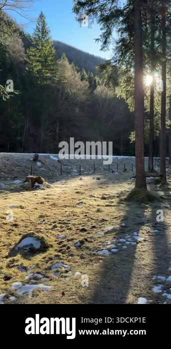 Natural landscape in the forest, mountainous terrain, coniferous trees ...