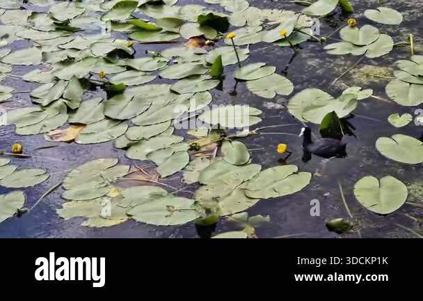 Common coot. Small black bird with white beak swimming on river among ...