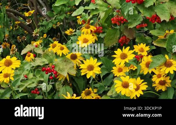 Yellow flowers near viburnum. Heliopsis and viburnum bush nearby ...
