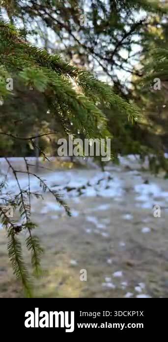 Natural landscape in the forest, mountainous terrain, coniferous trees ...
