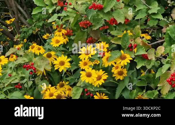 Yellow flowers near viburnum. Heliopsis and viburnum bush nearby ...