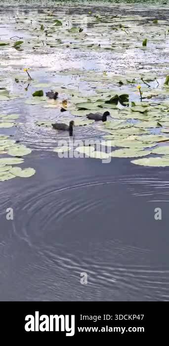 Common coot. Small black bird with white beak swimming on river among ...