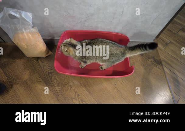Pour cat soy filler into a plastic toilet box., soy filler in a ...