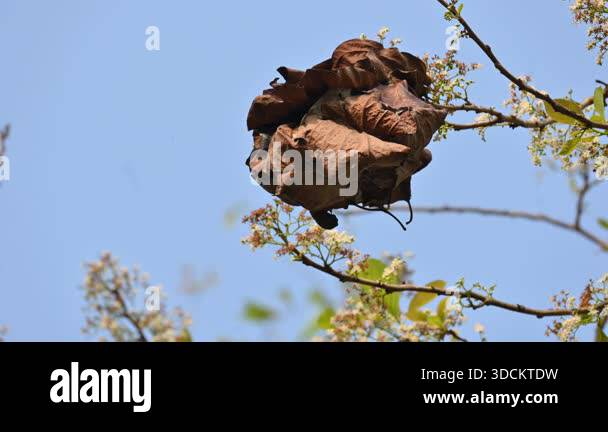Weaver ants make nests from leaves. Worker ants build the nest by ...