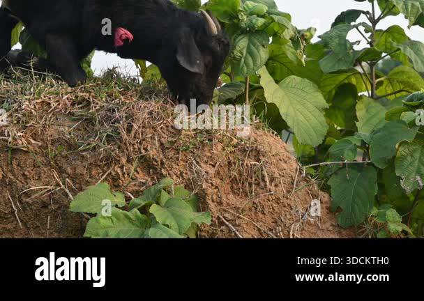 Black goat grazes on a grass atop a small earthen mound. Its head is ...