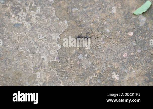 Many small black ants are carrying a big dead black ant. A column of ...