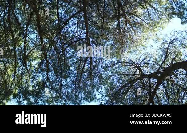 View inside dense forest Stock Videos & Footage - HD and 4K Video Clips ...