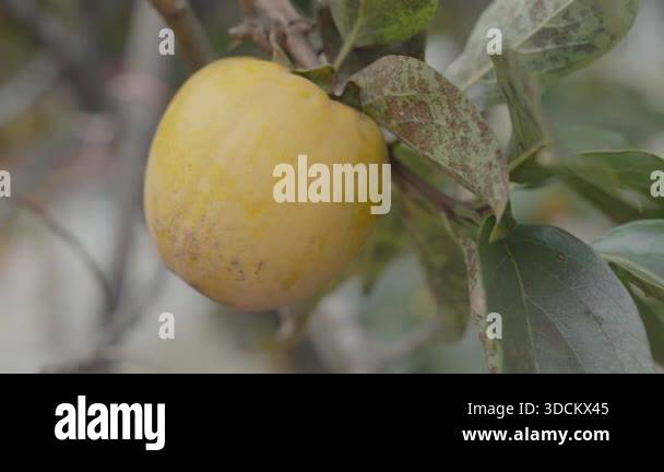 Close-up of a ripe Japanese persimmon on a tree branch, showing its ...