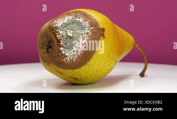 Big rotten pear covered with mold rotates on pink backdrop. Overripe ...