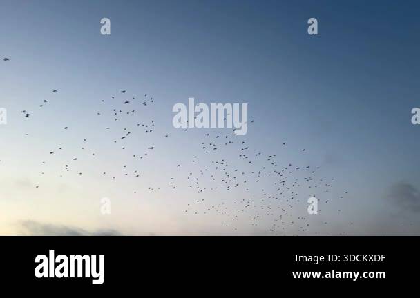 Flock of birds soaring through a cloudy sky, captured in a dynamic ...