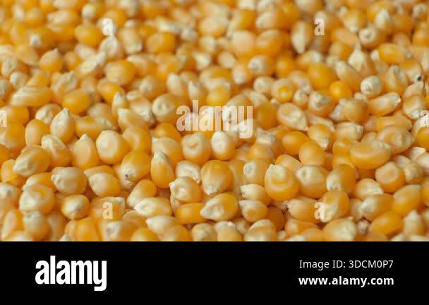 Dry corn popcorn pattern Stock Videos & Footage - HD and 4K Video Clips ...