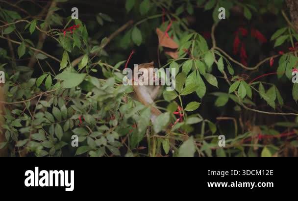 Small monkey forages in dense green foliage and eats vibrant red ...