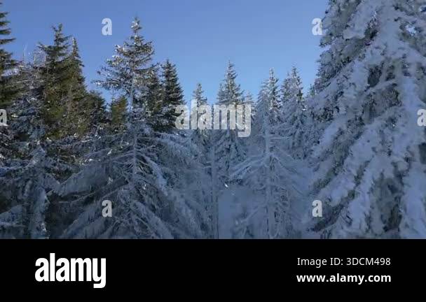 Cinematic FPV drone flying smoothly through snowy winter forest with ...