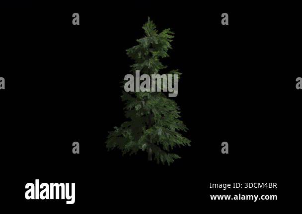 Animated Cedrus tree wind with Transparent Background. Alpha Channel in ...