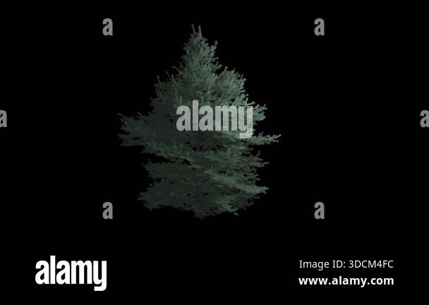 Animated abies concolor tree wind with Transparent Background. Alpha ...