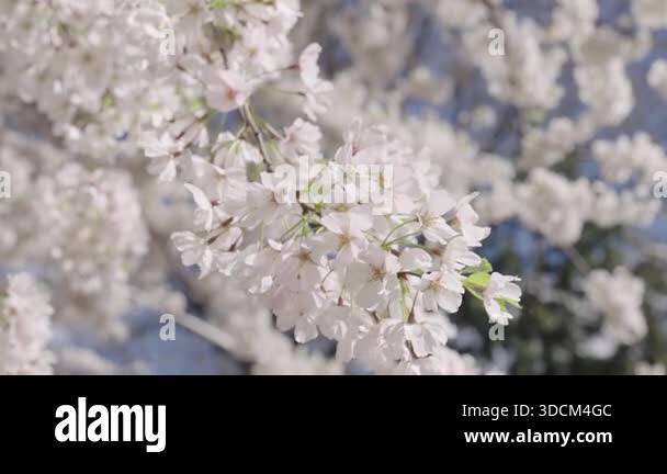 Japanese cherry blossom and flower. Sakura spring season. Blooming ...