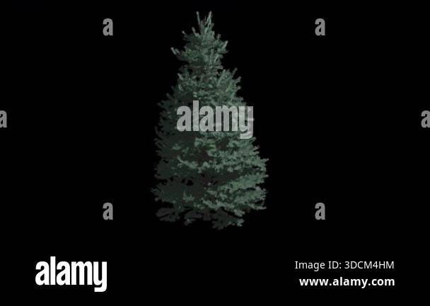 Animated abies concolor tree wind with Transparent Background. Alpha ...