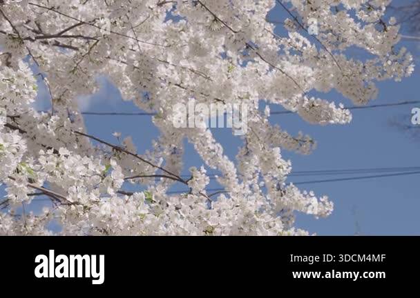 Sakura branches. Flower of fruit tree. Spring flower. Cherry blossom in ...