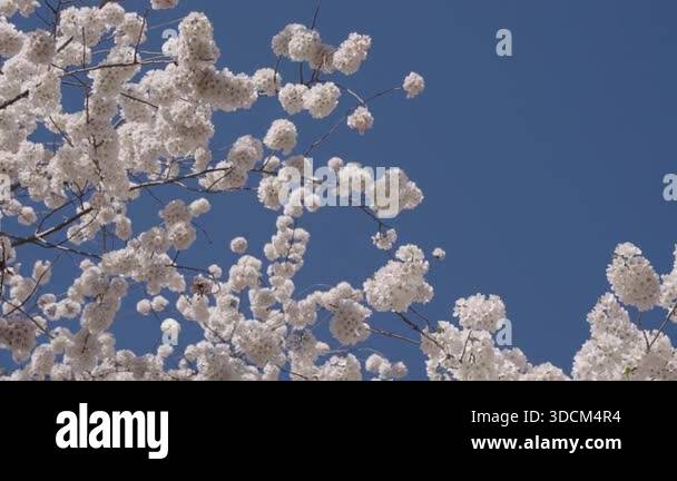 Blossom spring season. Japanese cherry. Sakura blossom. Beautiful ...