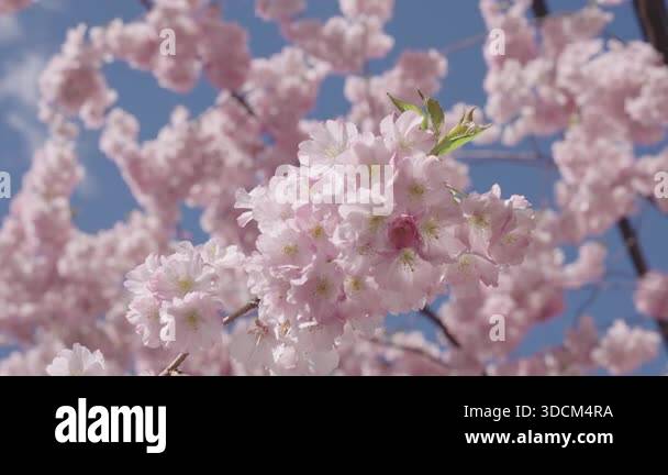 Pink Sakura. Sakura spring flower. Cherry blossom tree. Cherry blossom ...