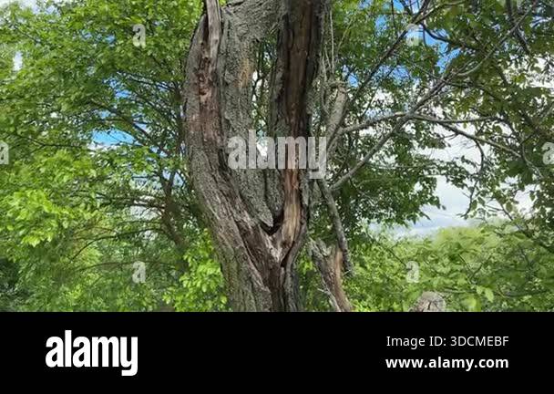 Dry trunk of old deciduous tree against the live trees Stock Video ...