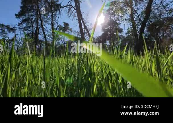 A calm forward camera glide travels above newly grown grass, with ...