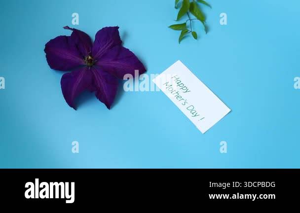 Aesthetic composition with clematis on neutral blue background Stock ...