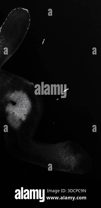 Ink drip and stain grunge animation. High quality 4k footage Stock ...