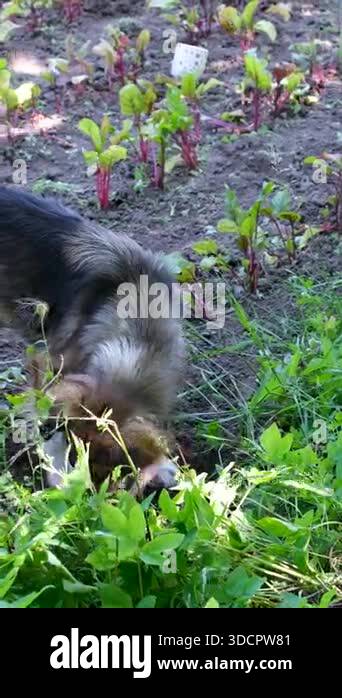 In rural garden two dogs dig deep hole in soil one older grumpy dog and ...