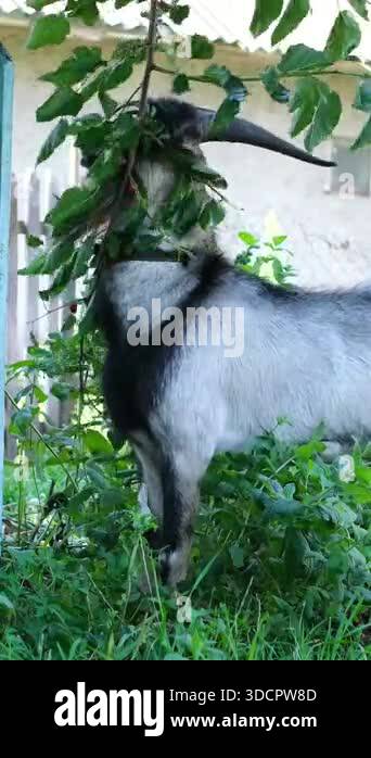 Goat with large horns reaches tree branches and eats mulberry leaves ...