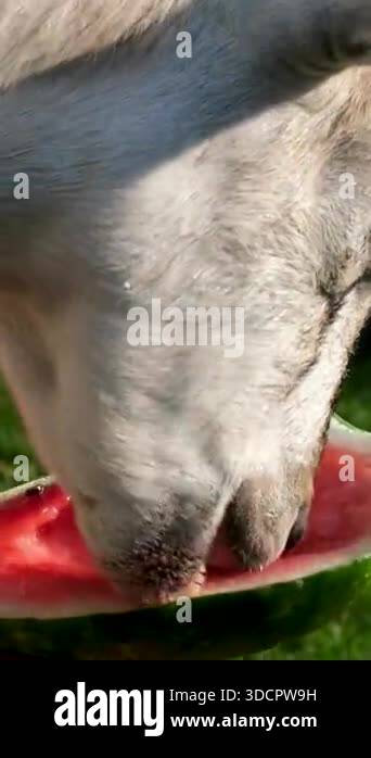 Close-up of a cute goat eating watermelon directly from a woman hand ...