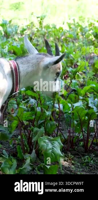 Goat crops Stock Videos & Footage - HD and 4K Video Clips - Alamy