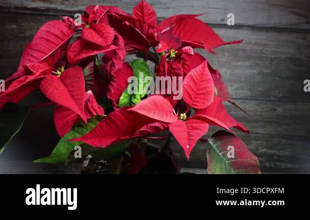 beautiful poinsettia plant with red and green leavesbeautiful ...