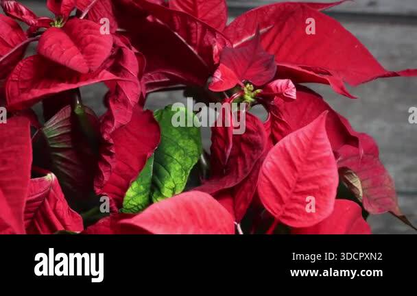 beautiful poinsettia plant with red and green leavesbeautiful ...