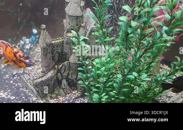 Aquarium Fish Video. Watch an aquarium fish video featuring colorful ...