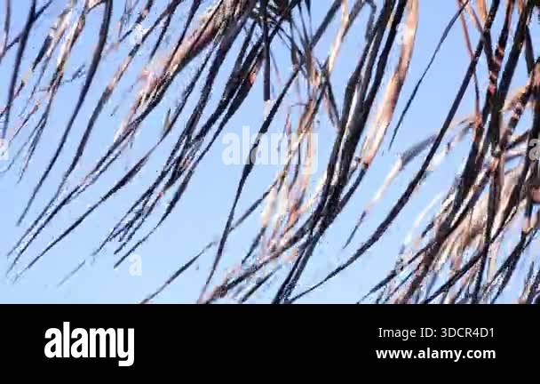 Withered coconut tree leaves swaying gently in the summer tropical ...