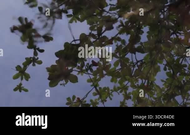 Abstract Nature Reflection Background with Tropical Green Tree Leaves ...