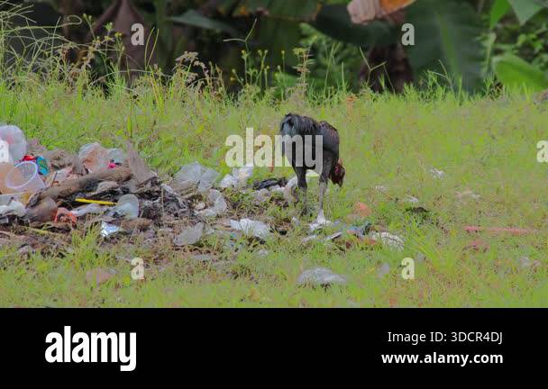 Chicken bird foraging for food among discarded plastic trash and ...