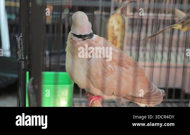 Close up of a cute pet turtle dove in a rusty cage Stock Video Footage ...