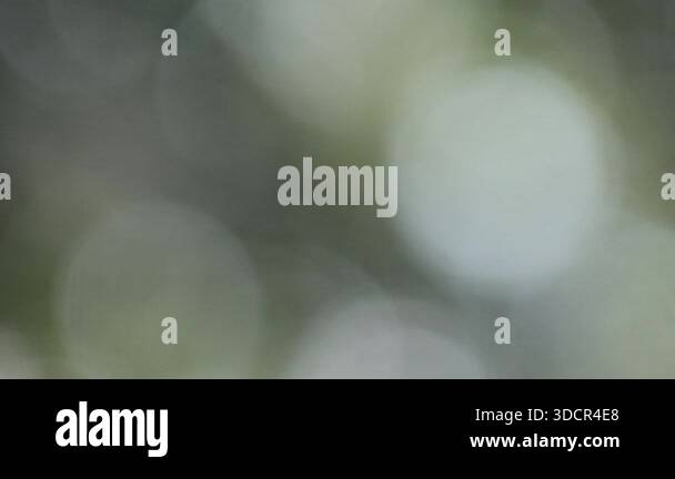 Green Abstract Bokeh Background Loop Sunlight Stock Video Footage - Alamy