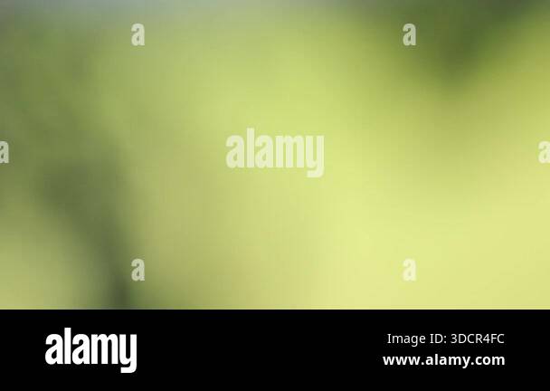 Green yellow abstract nature bokeh light background texture Stock Video ...