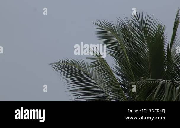 Lush Green Palm Leaves Moving Gently in Wind Stock Video Footage - Alamy