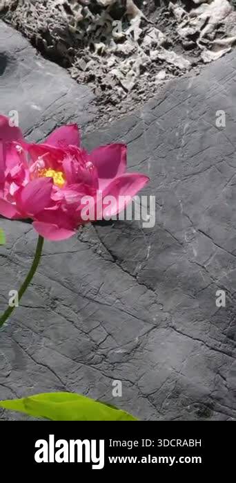 waterlily opening near balanced pebble stones, pink lotus water lily ...