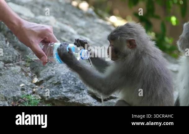 Two monkeys drink bottled water given by person tilting the bottle ...