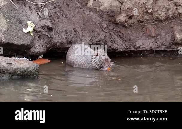 Nutria in the polluted water of the city river.How human activities ...