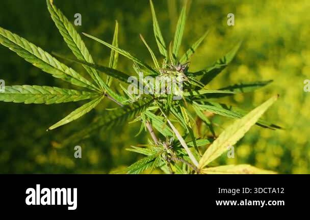 Cannabis or marijuana plant blooming with sunshine in a yellow mustard ...