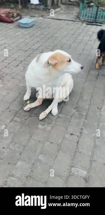 Homeless dogs at animal shelter. Dogs behind the fence. Abandoned dogs ...