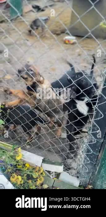 Homeless dogs at animal shelter. Dogs behind the fence. Abandoned dogs ...